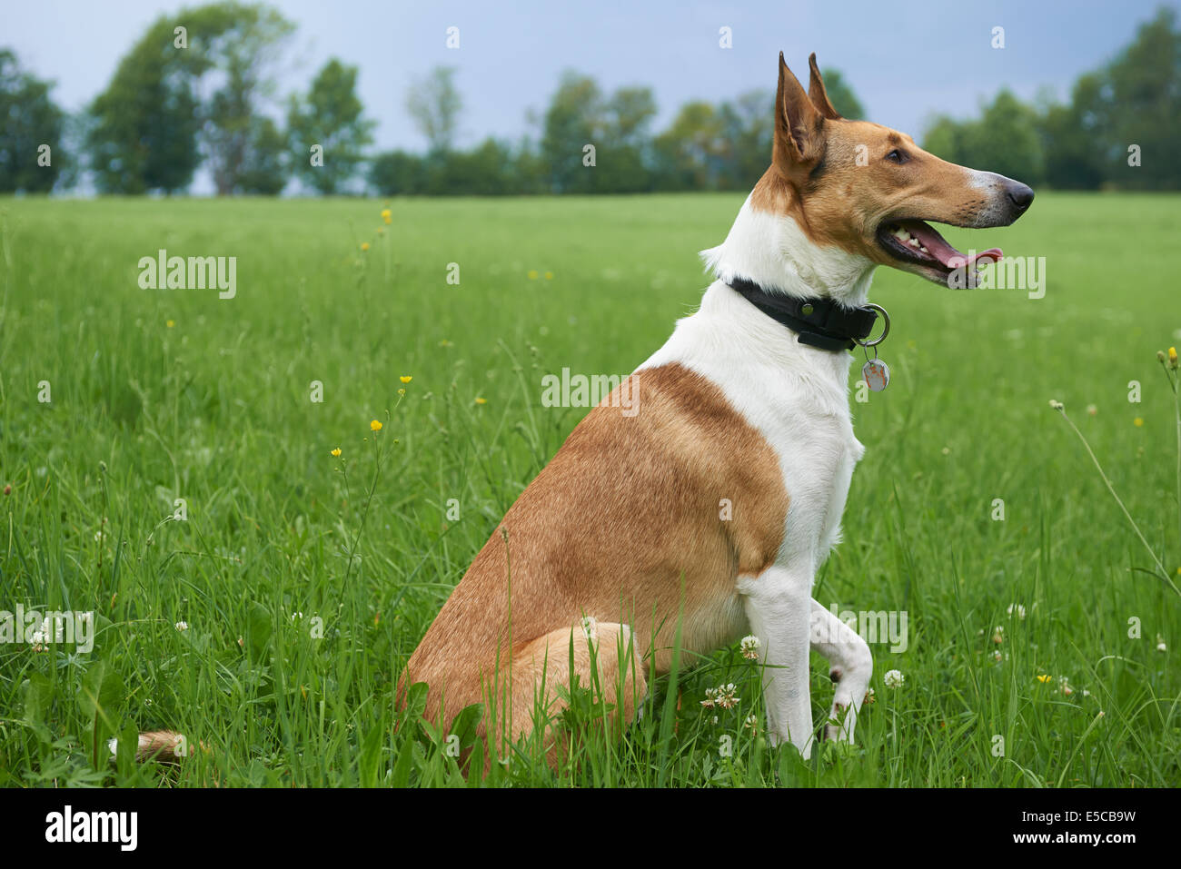 Smooth Collie in the park posing green grass, outdoor Stock Photo - Alamy