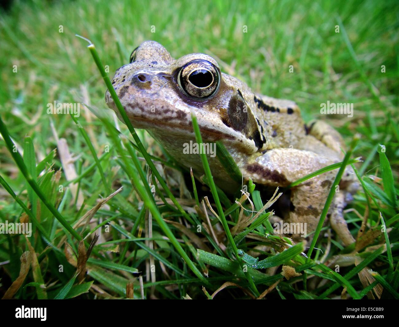 A common frog sitting on a green lawn Stock Photo - Alamy