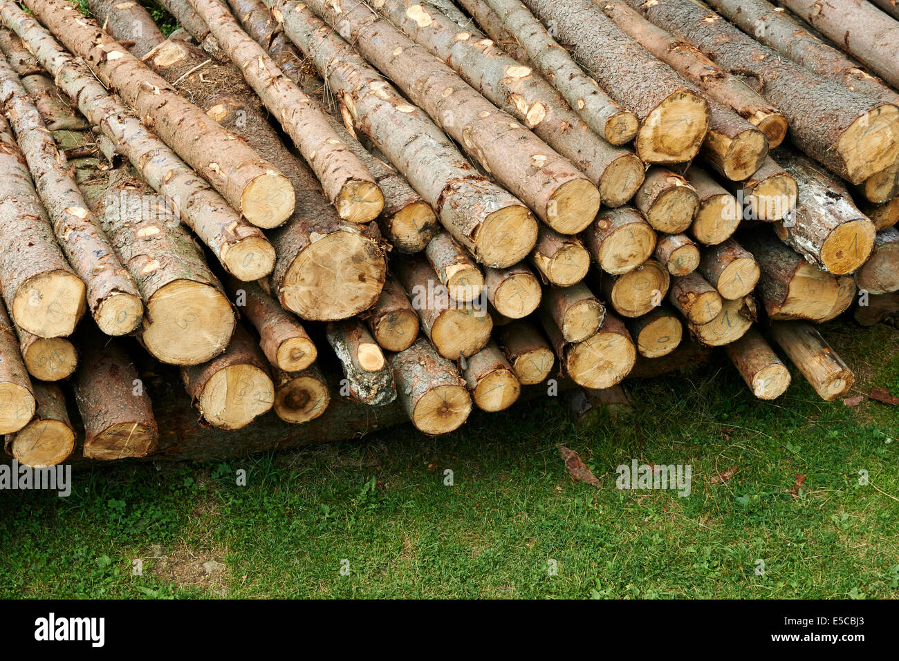 Stacked logs in forest Stock Photo - Alamy