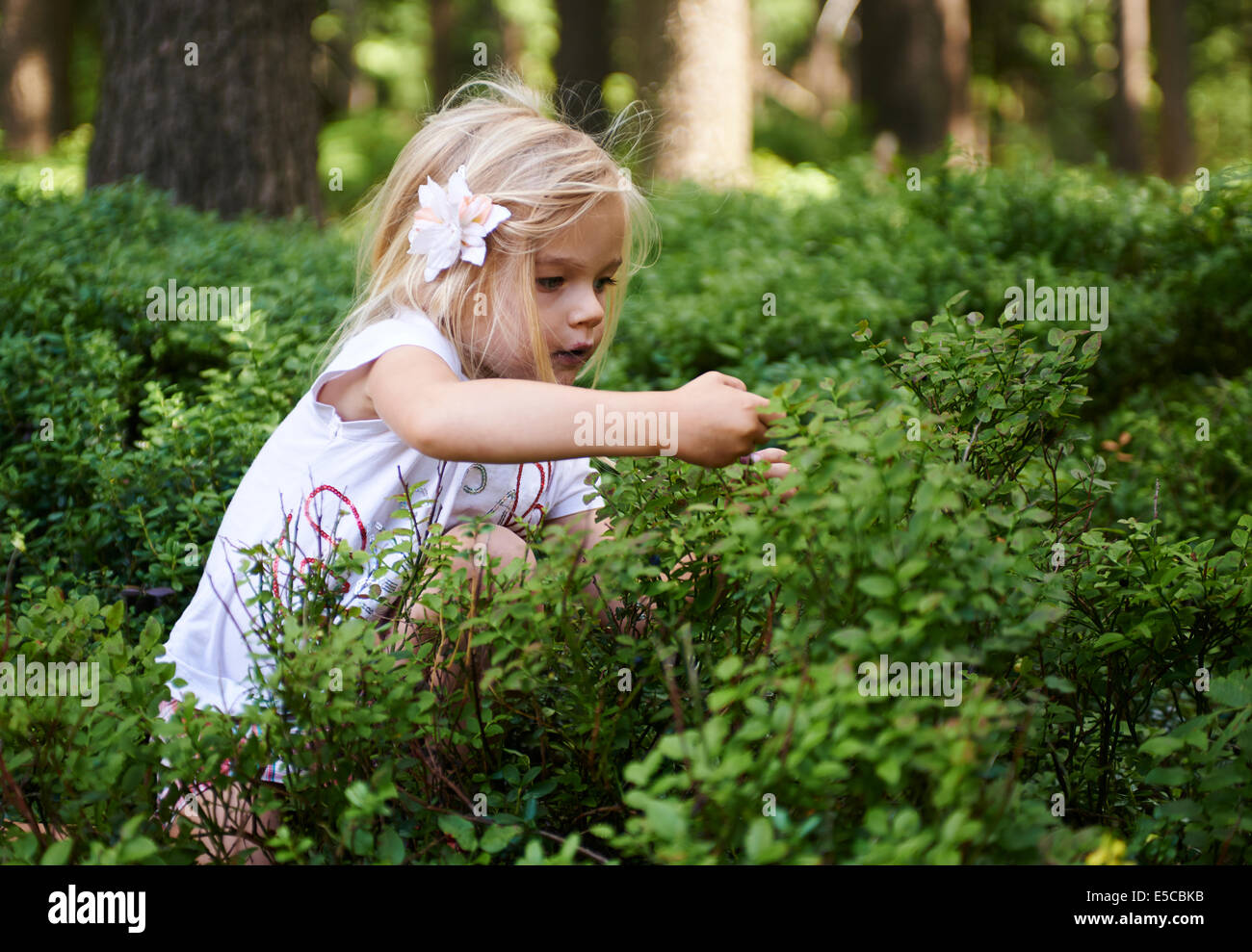 Child blond girl picking and eating blueberries in summer forest Stock ...