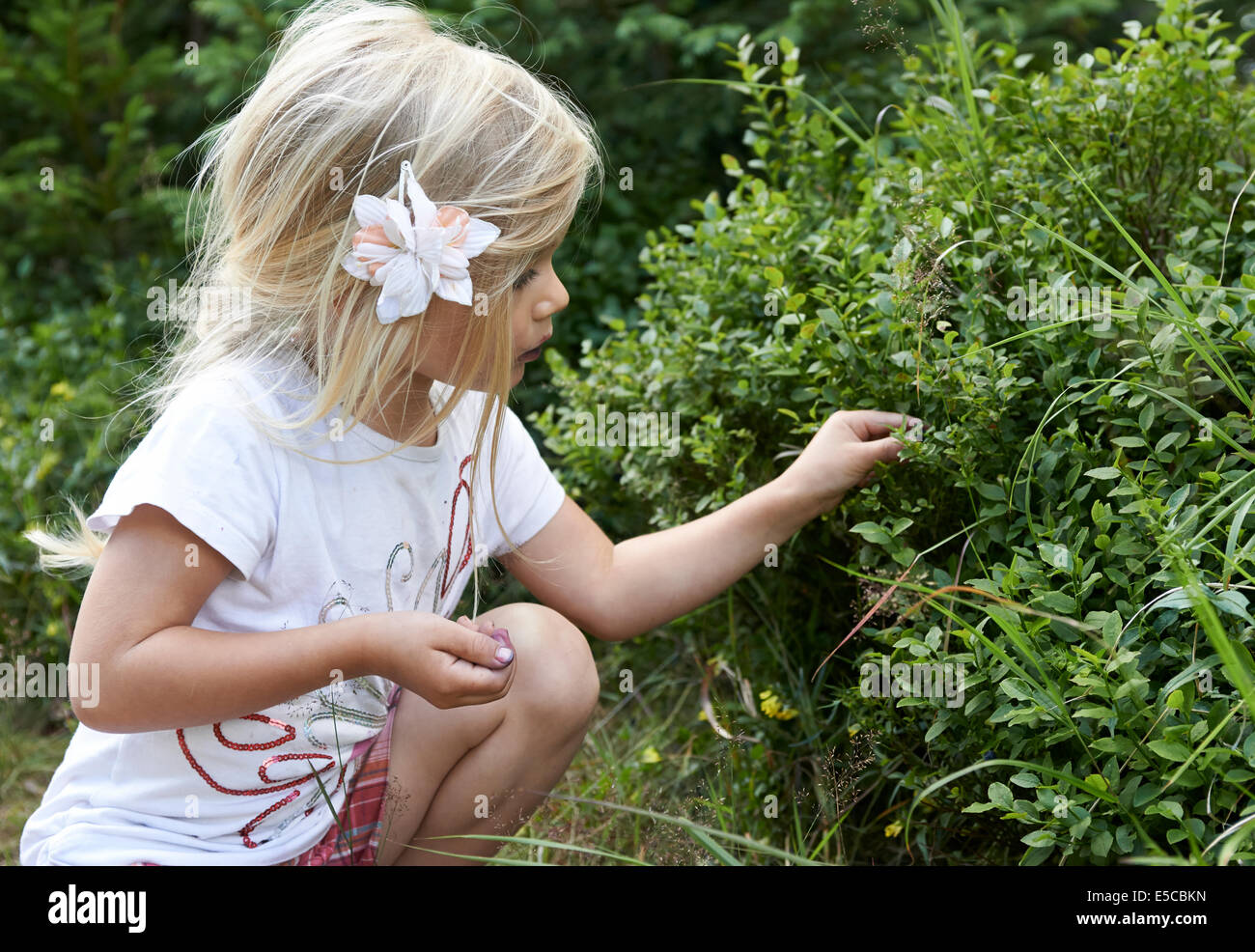 Child blond girl picking and eating blueberries in summer forest Stock ...