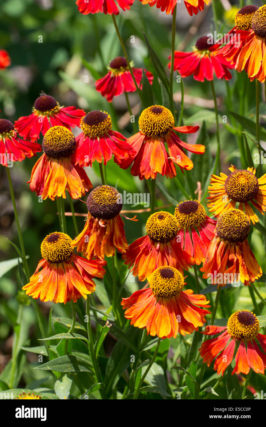 Reflexed red and orange petals surround the central boss of Helenium ...