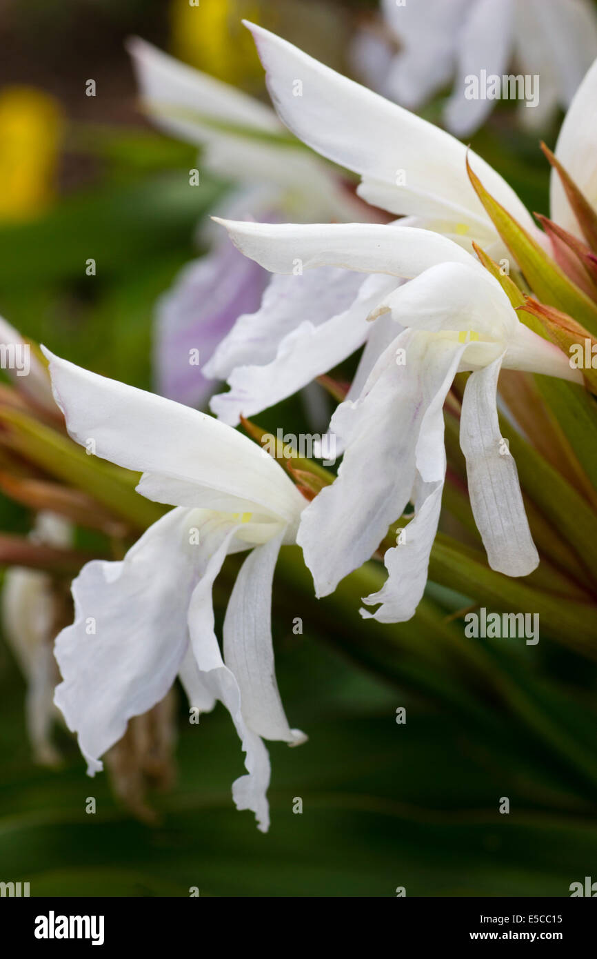 Hardy ginger hi-res stock photography and images - Alamy