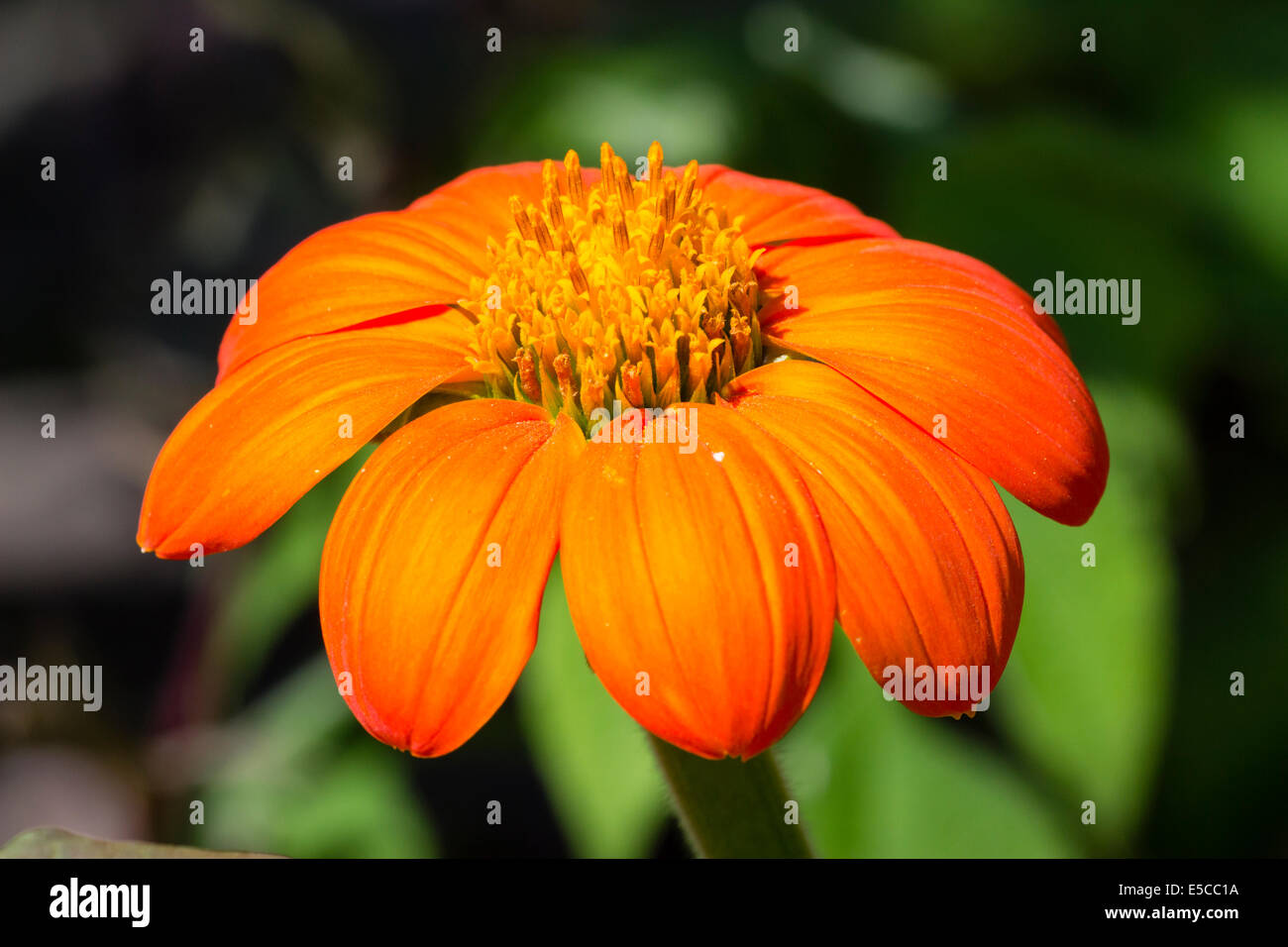 Tithonia rotundifolia torch hi-res stock photography and images - Alamy