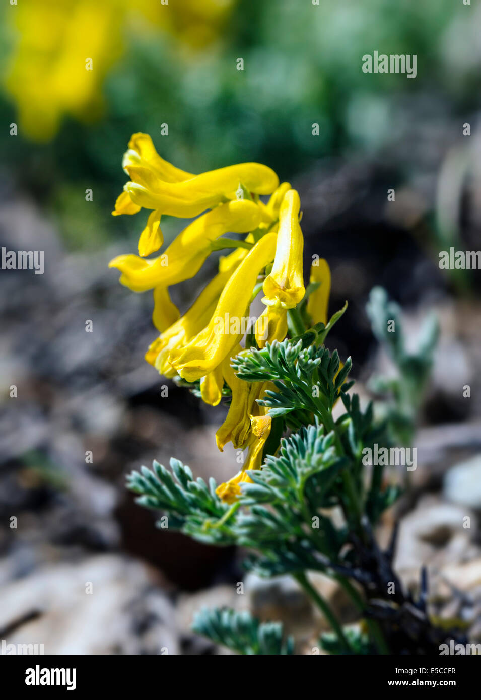 Corydalis aurea; Golden Smoke; Fumariaceae; Fumitory; wildflowers in ...