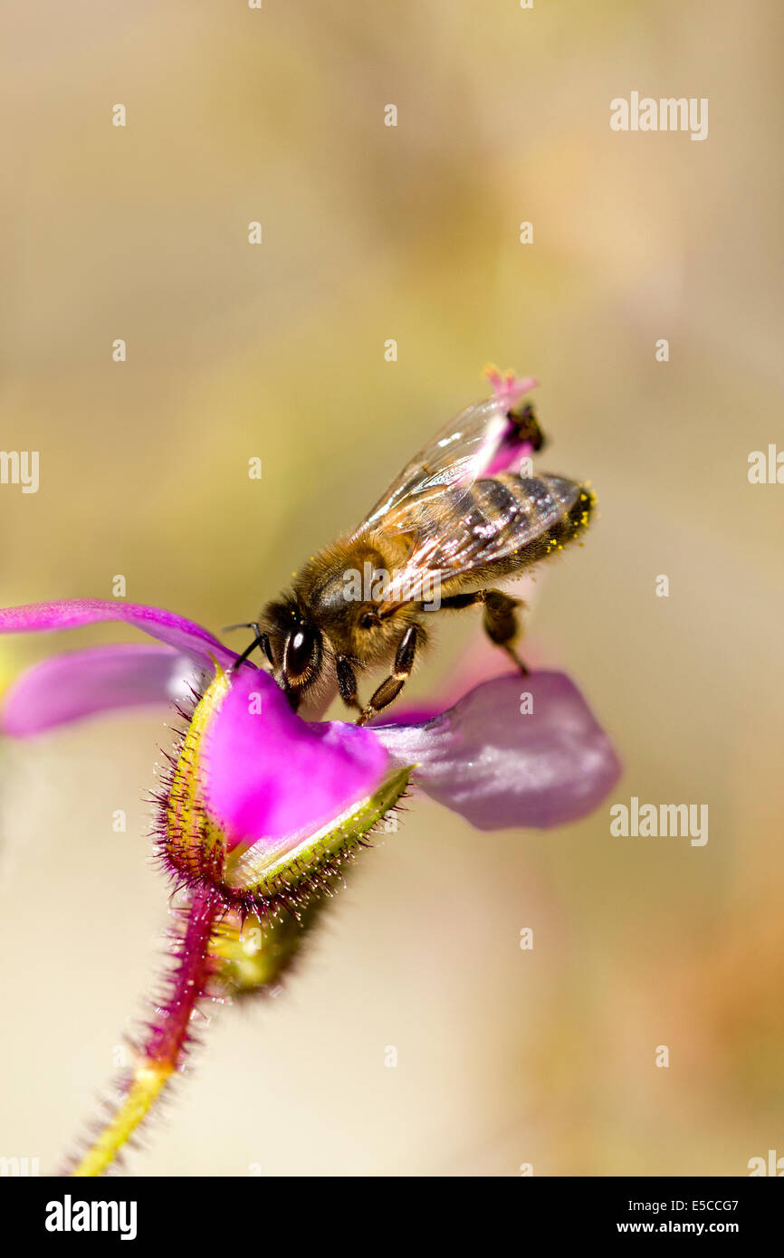 A close up macro photograph of a Honey Bee Stock Photo - Alamy
