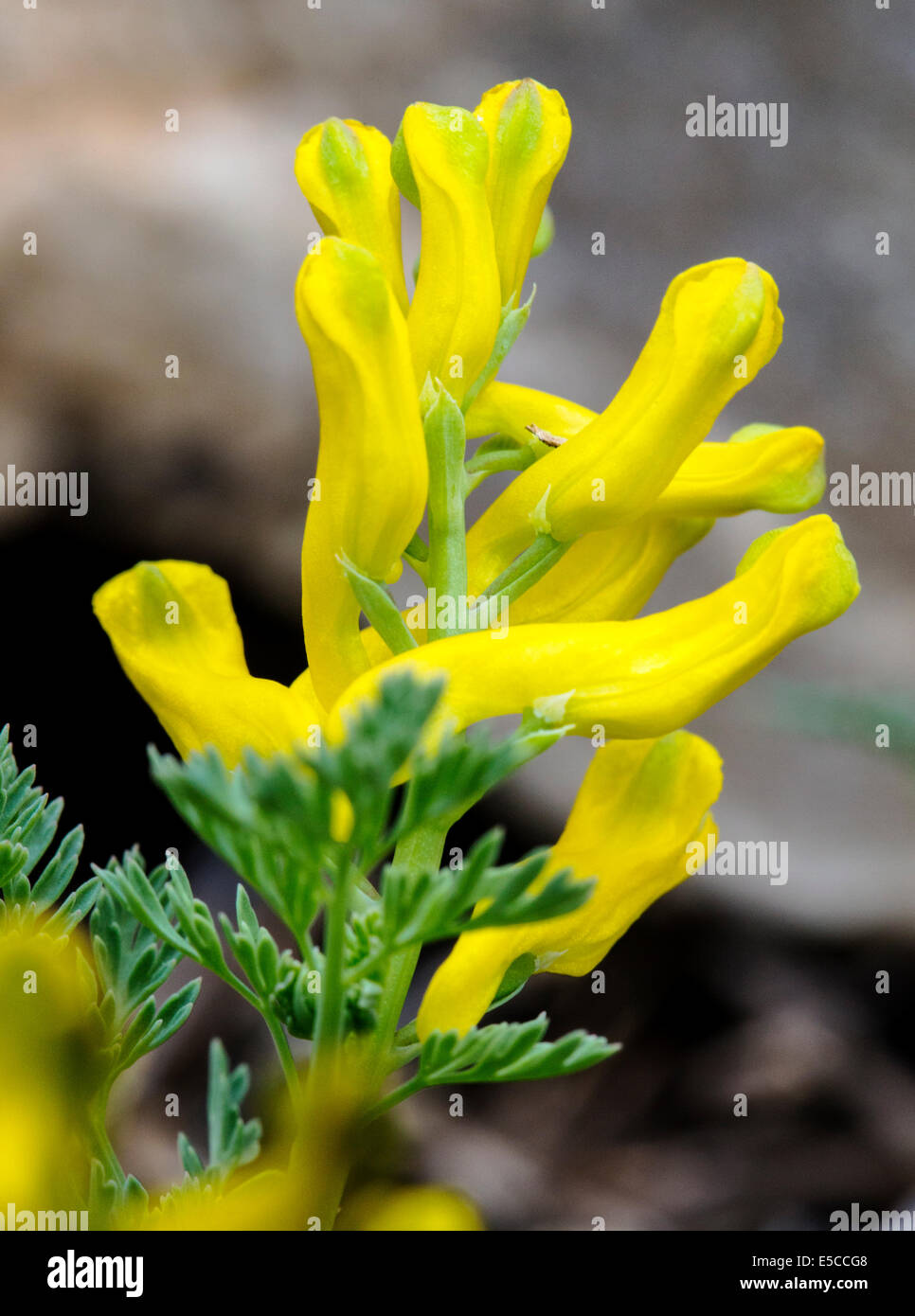 Corydalis aurea; Golden Smoke; Fumariaceae; Fumitory; wildflowers in ...