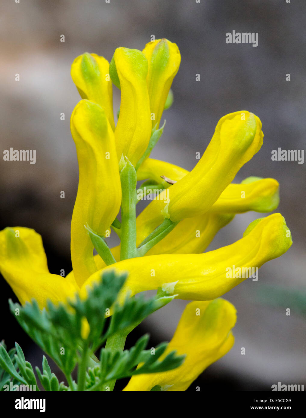 Corydalis aurea; Golden Smoke; Fumariaceae; Fumitory; wildflowers in ...