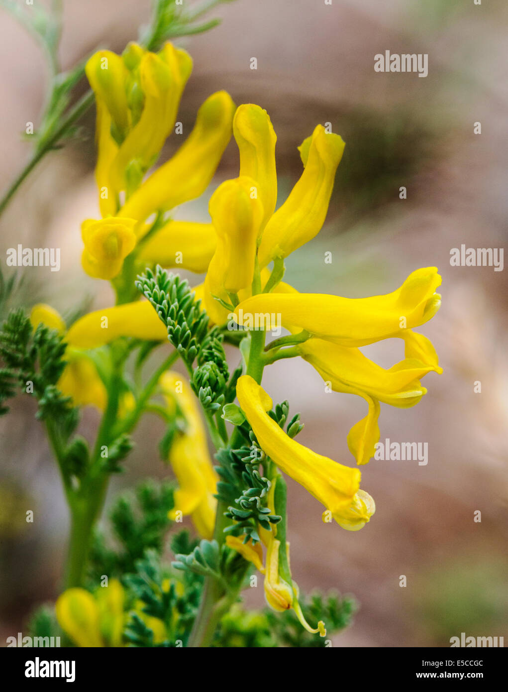 Corydalis aurea; Golden Smoke; Fumariaceae; Fumitory; wildflowers in ...