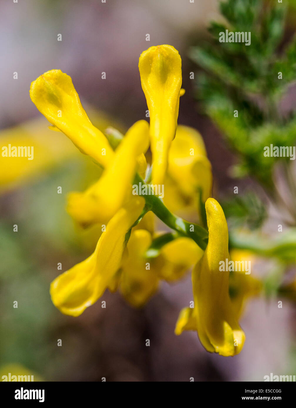 Corydalis aurea; Golden Smoke; Fumariaceae; Fumitory; wildflowers in ...