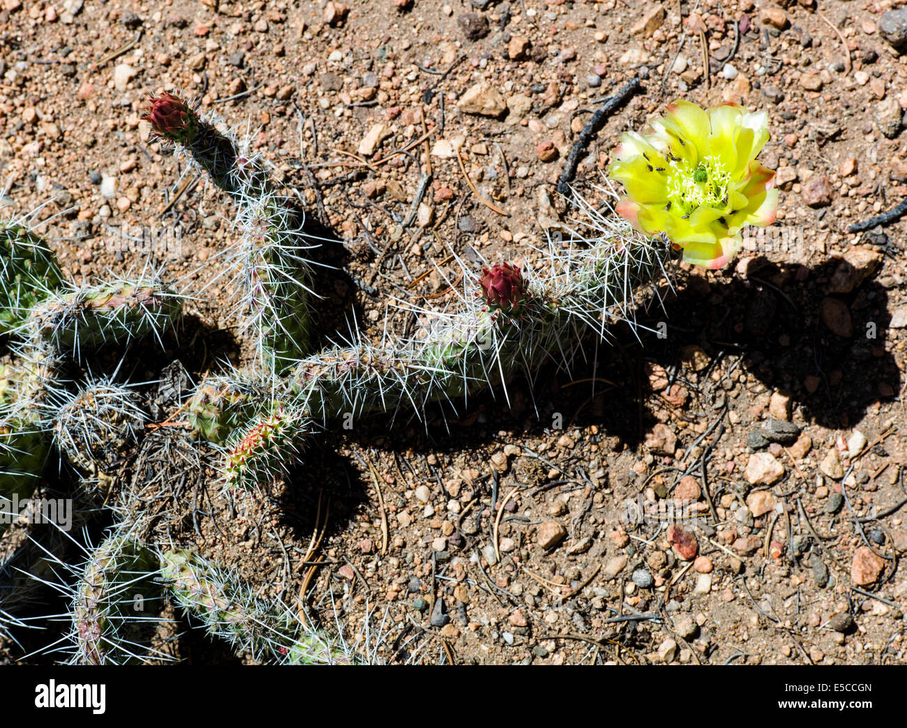 Opuntia polyacantha; Pricklypear Cactus; Cactaceae; Cactus; wildflowers ...