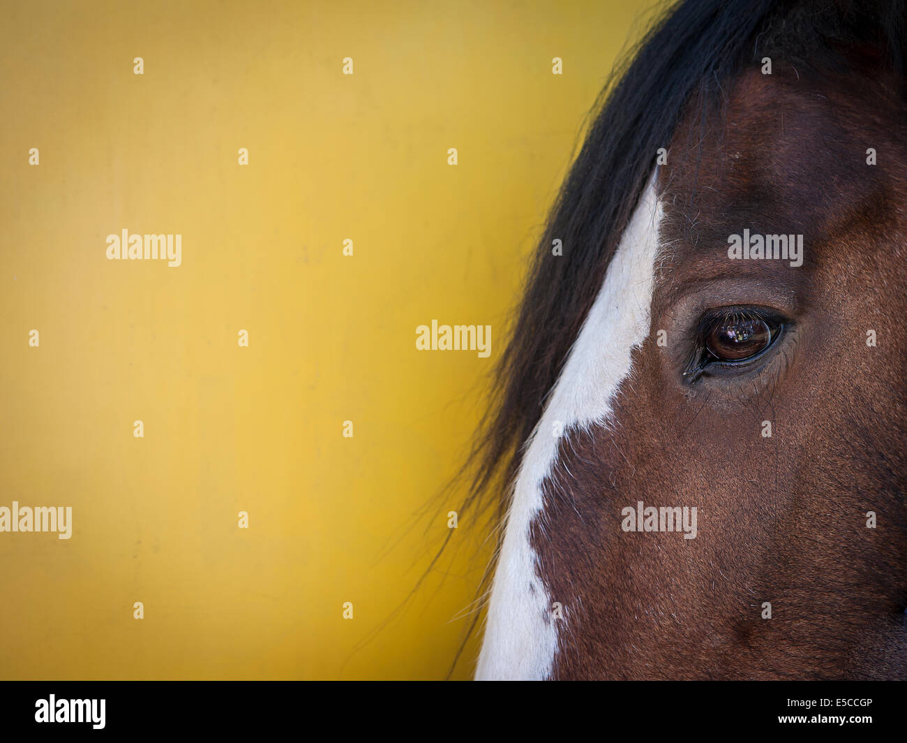 Moorfield dora hi-res stock photography and images - Alamy