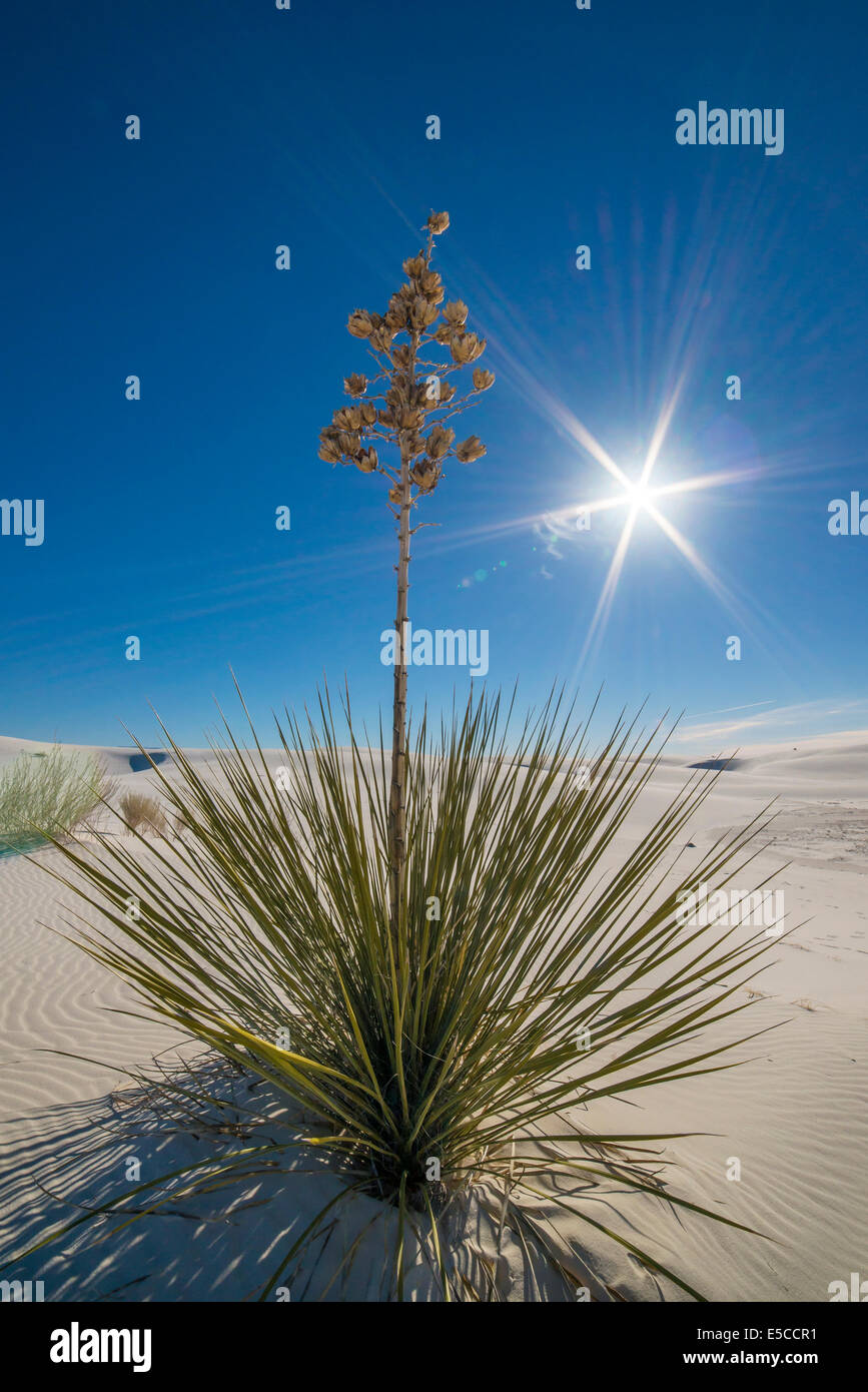 Yuccaatwhitesandsnationalmonument New Mexico