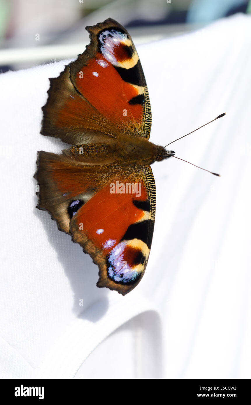 Peacock (Aglais io) butterfly Stock Photo - Alamy