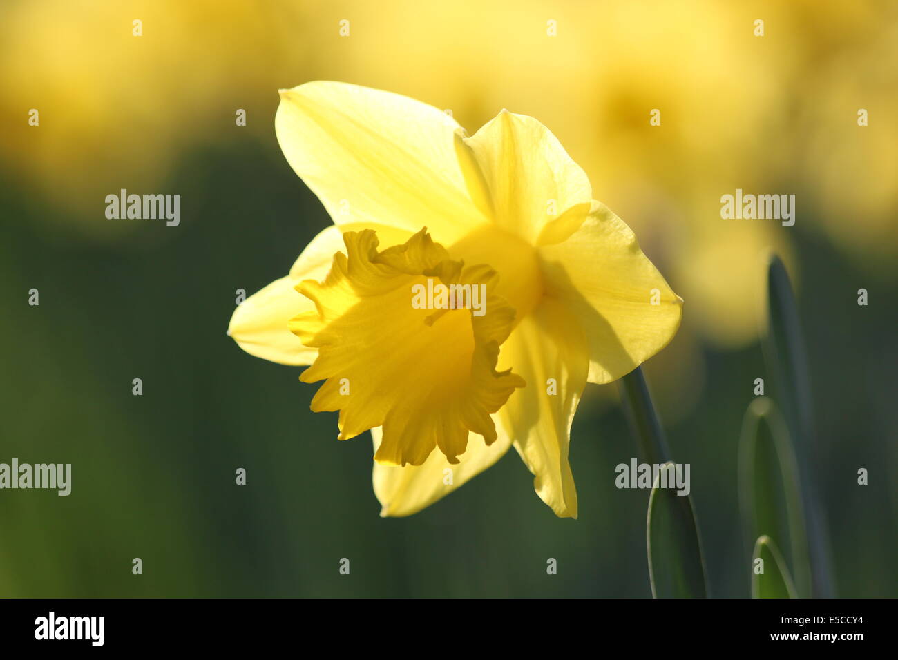 Daffodil on a bright summer day Stock Photo - Alamy