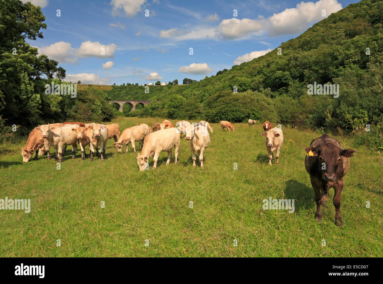 Cows across a footpath in Monsal Dale below Headstone Viaduct and ...