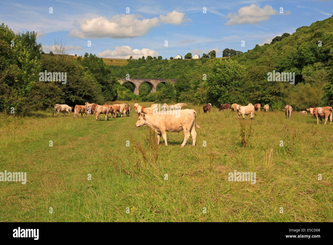 Cows across a footpath in Monsal Dale below Headstone Viaduct and ...