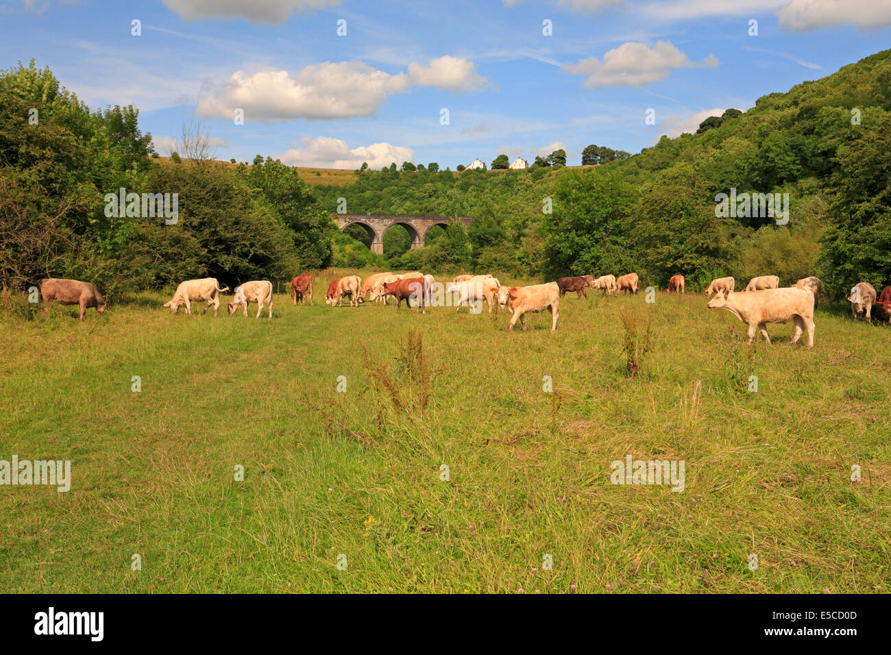 Cows across a footpath in Monsal Dale below Headstone Viaduct and ...
