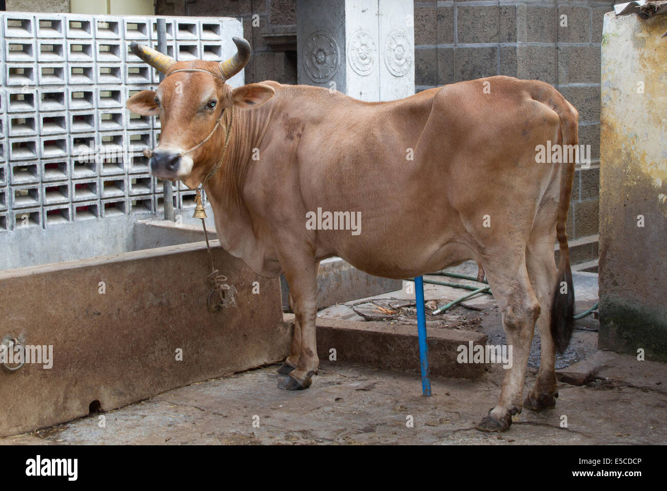 Cows, sacred in the Hindu religion are kept on the grounds of the ...