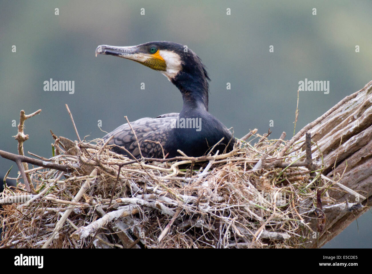 Great Cormorant in full breeding colors sits on it's nest ...