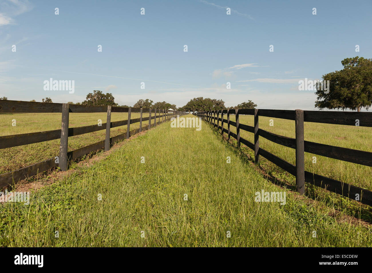 Ocala Florida USA Countryside Farmland Landscape Stock Photo - Alamy