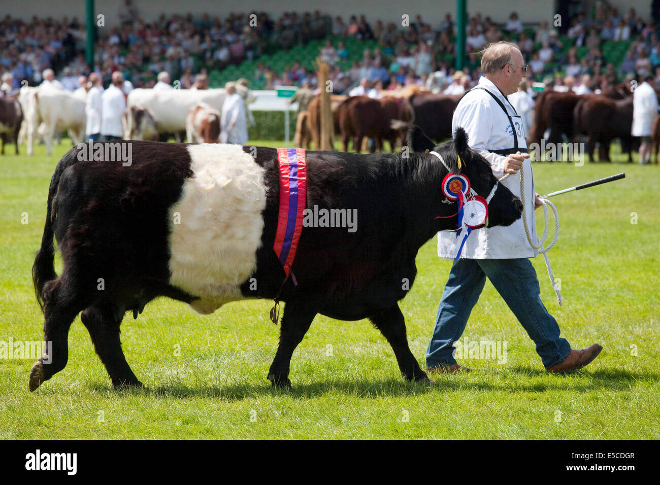 Galloway Show Cattle