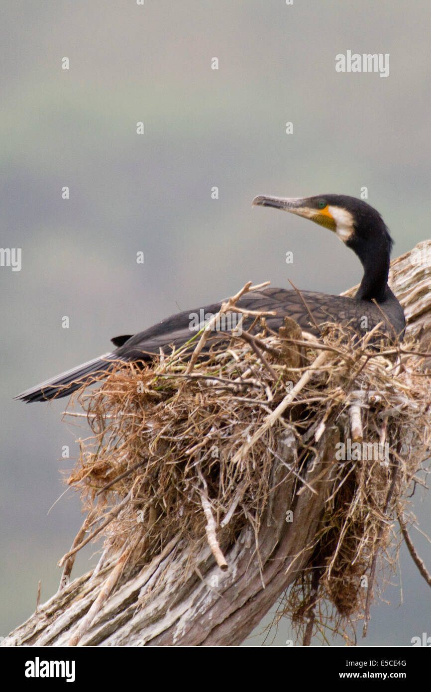 Great Cormorant in full breeding colors sits on it's nest built in a ...