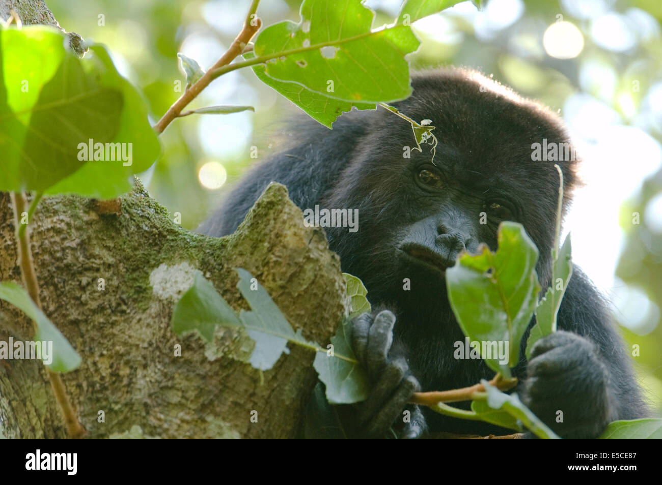 Black Howler Monkey, Belize High Resolution Stock Photography and ...
