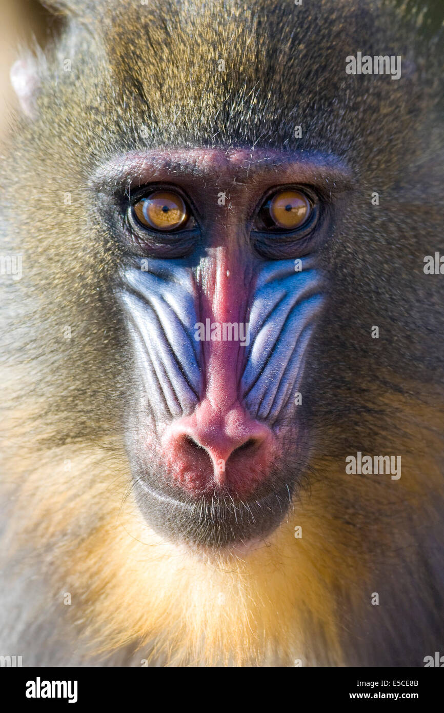Mandrill Mandrillus Sphinx High Resolution Stock Photography and Images ...