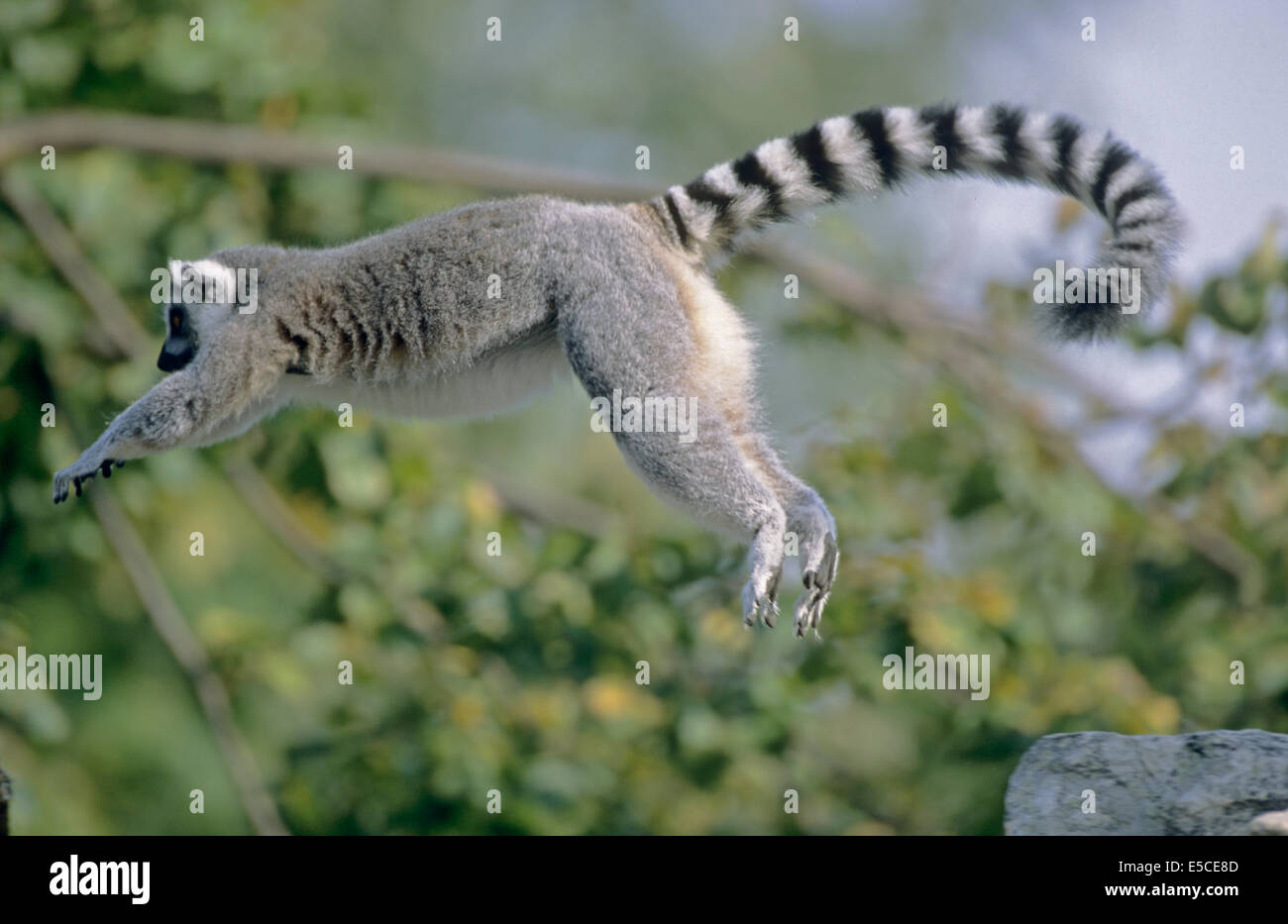 Lemur Jumping High Resolution Stock Photography and Images - Alamy
