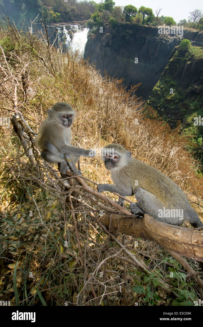 Two Vervet Monkeys High Resolution Stock Photography and Images - Alamy