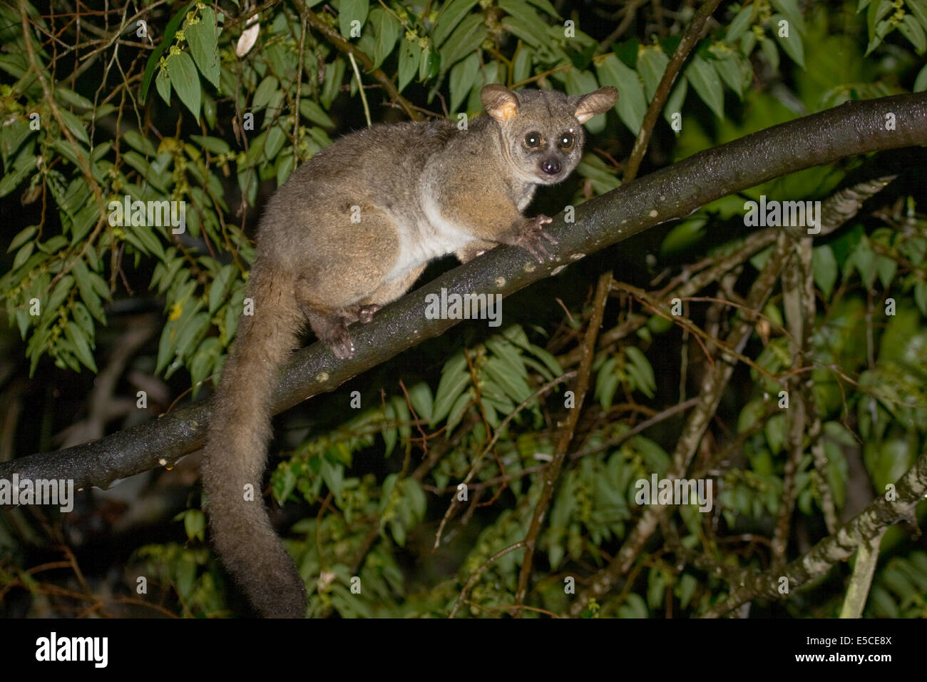 Galago Bushbaby Stock Photos & Galago Bushbaby Stock Images - Alamy