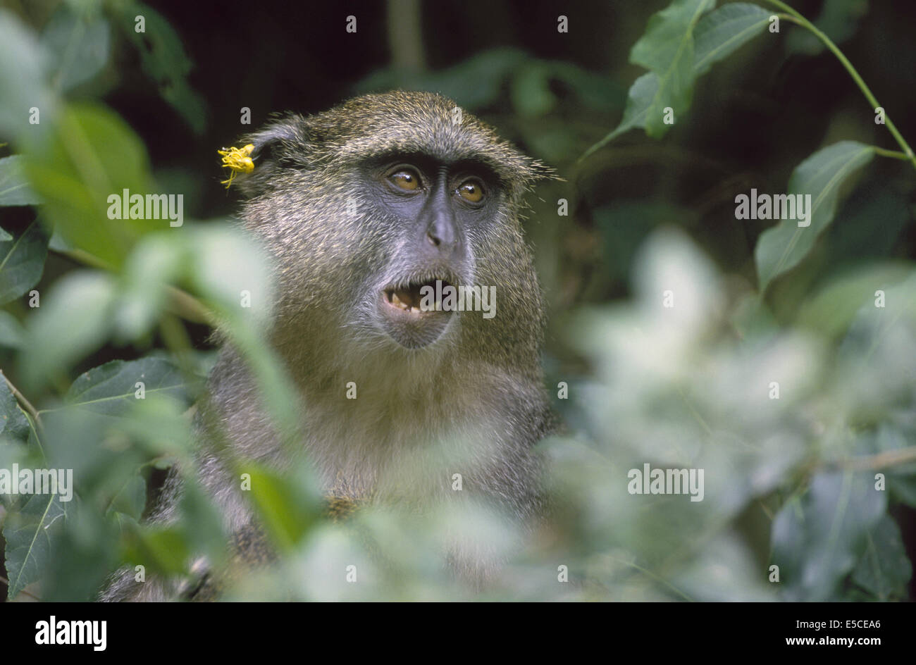 Labiatus High Resolution Stock Photography and Images - Alamy
