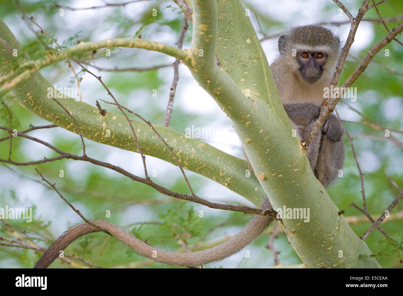 Chlorocebus Species High Resolution Stock Photography and Images - Alamy