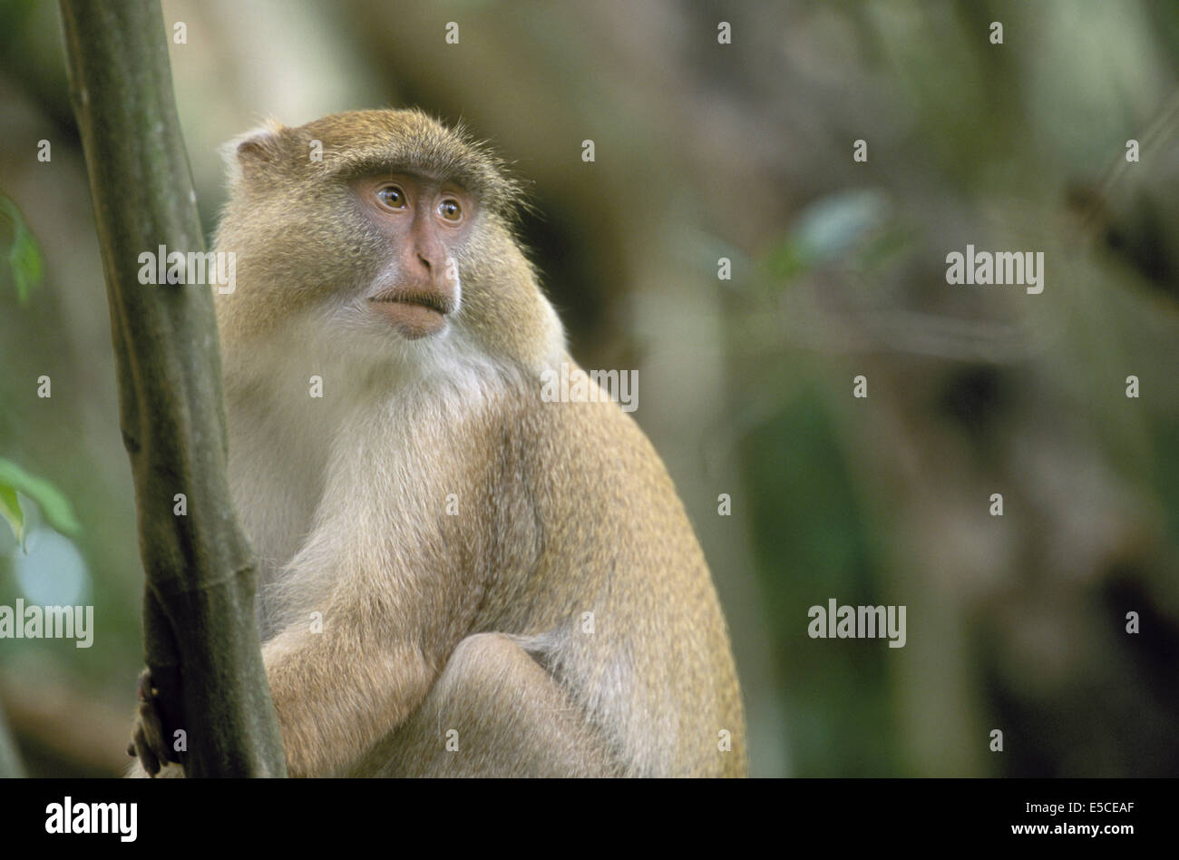Rare Monkey High Resolution Stock Photography and Images - Alamy