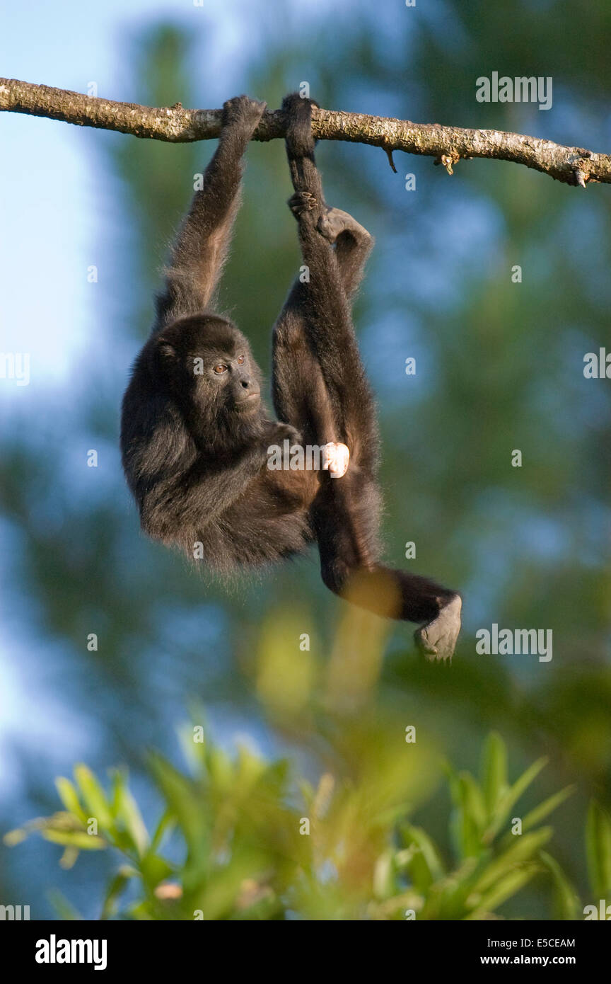 Black Howler Monkey, Belize High Resolution Stock Photography and ...