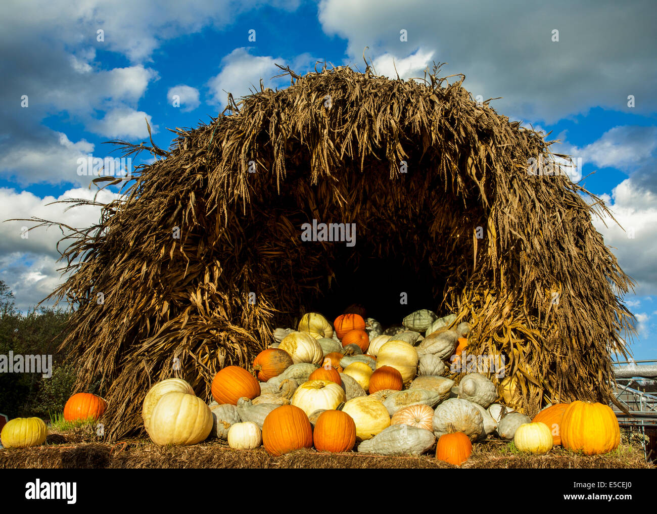 Autumn garden giant horn of plenty made of corn stalks with colorful ...