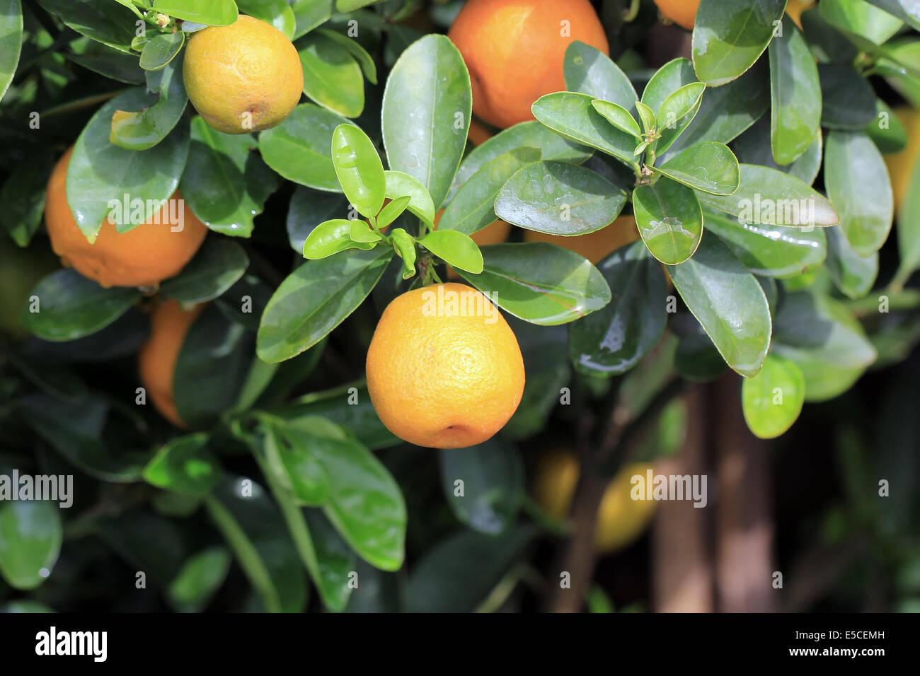 young sweet oranges on the orange tree Stock Photo - Alamy