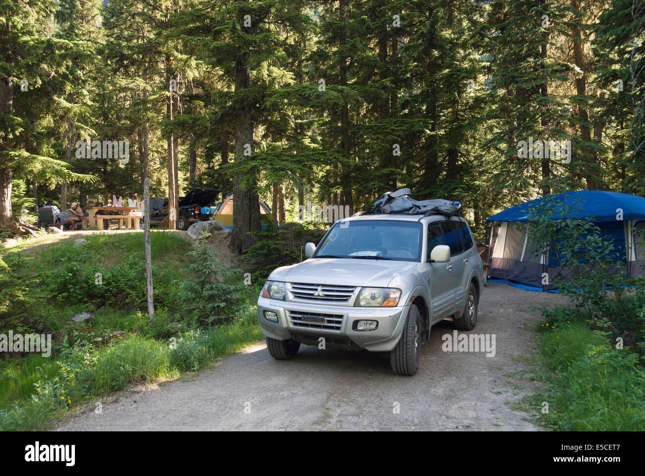 Elk203-2348 Canada, British Columbia, Glacier National Park ...