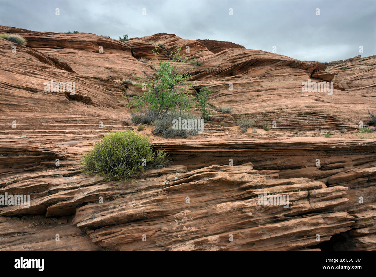 Sandstone cliffs and spring vegetations, Glen Canyon, Arizona Stock ...