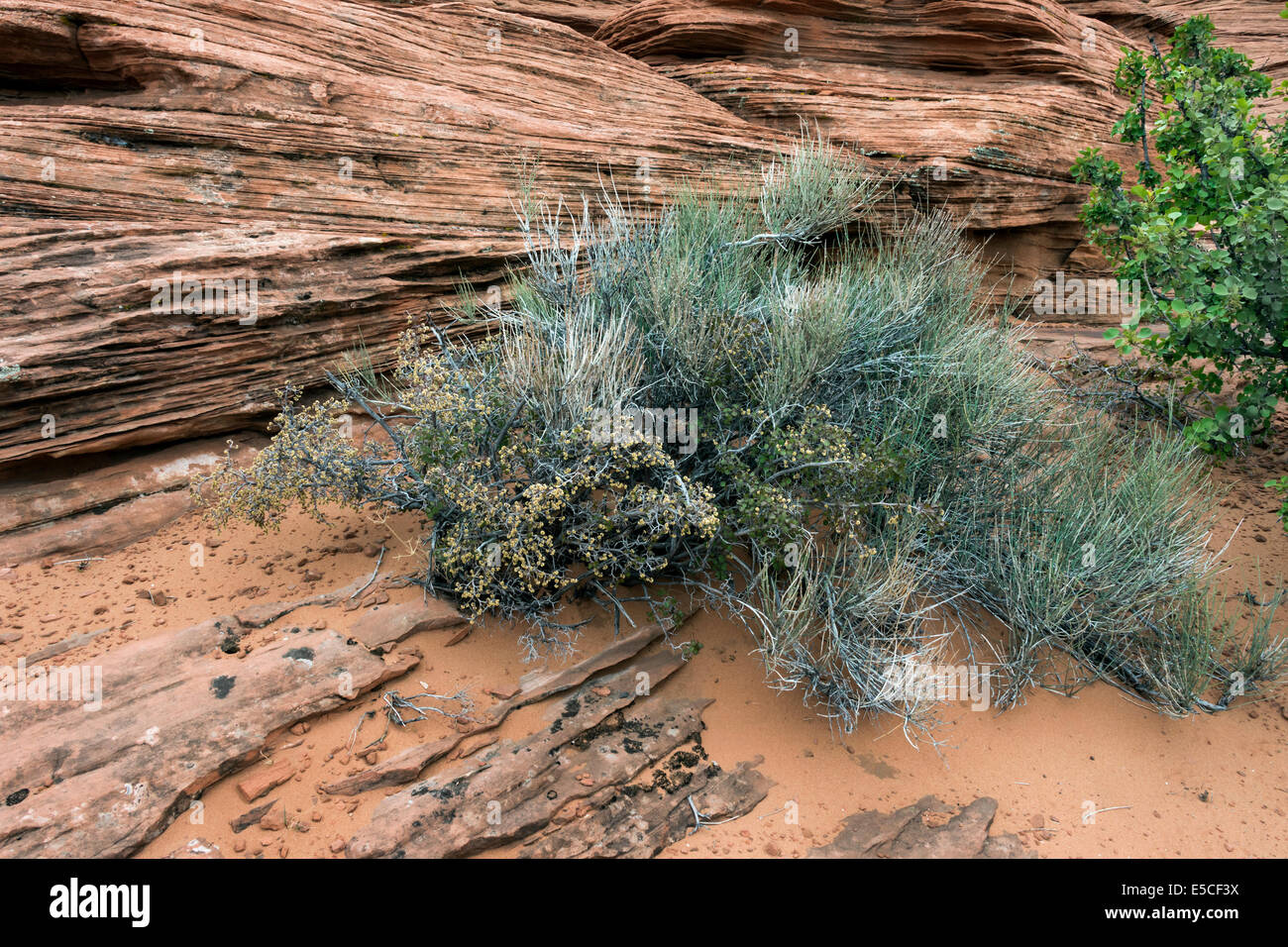 Ancient desert spring hi-res stock photography and images - Alamy