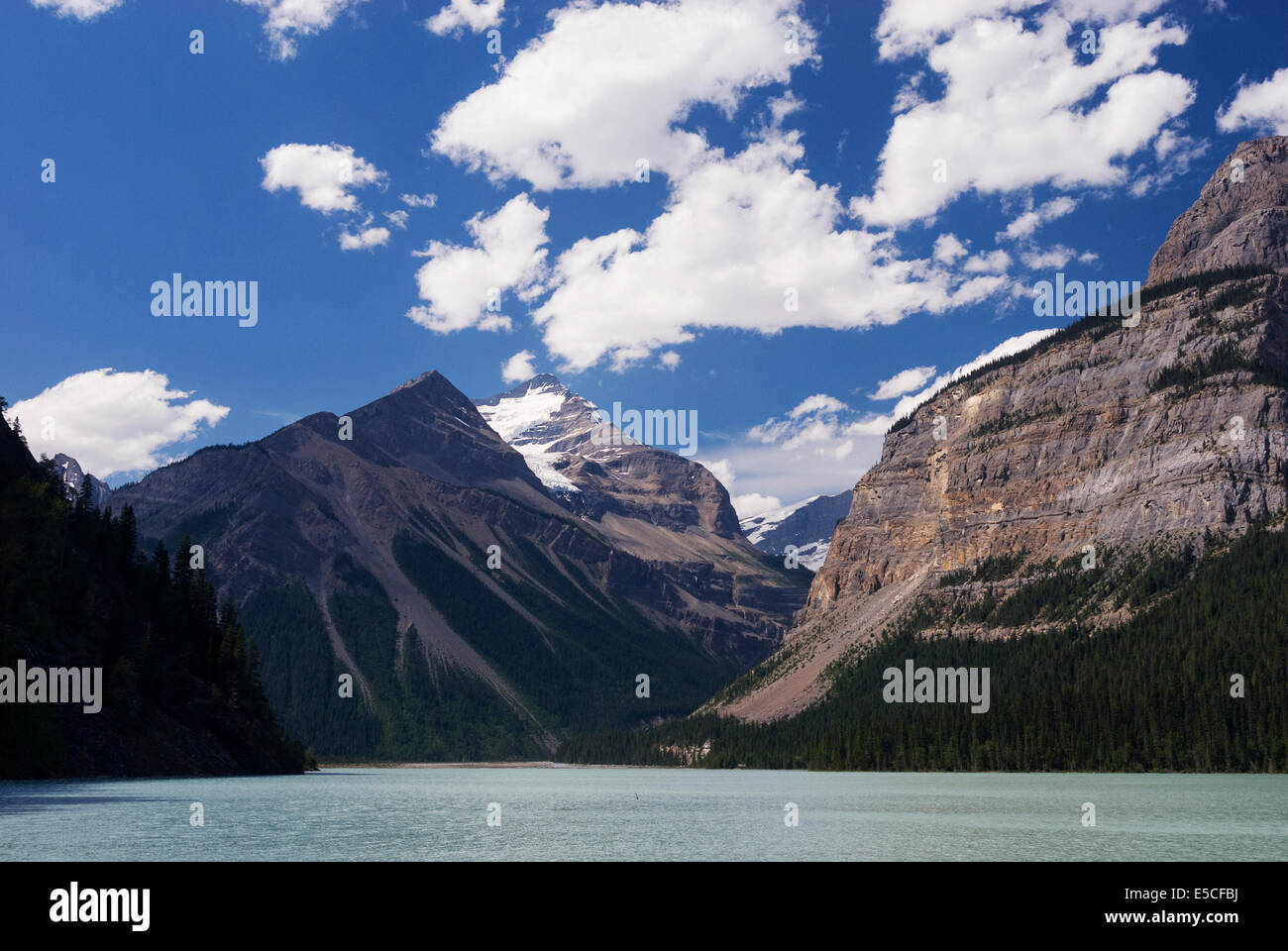 Elk203-2511 Canada, British Columbia, Mount Robson Provincial Park ...