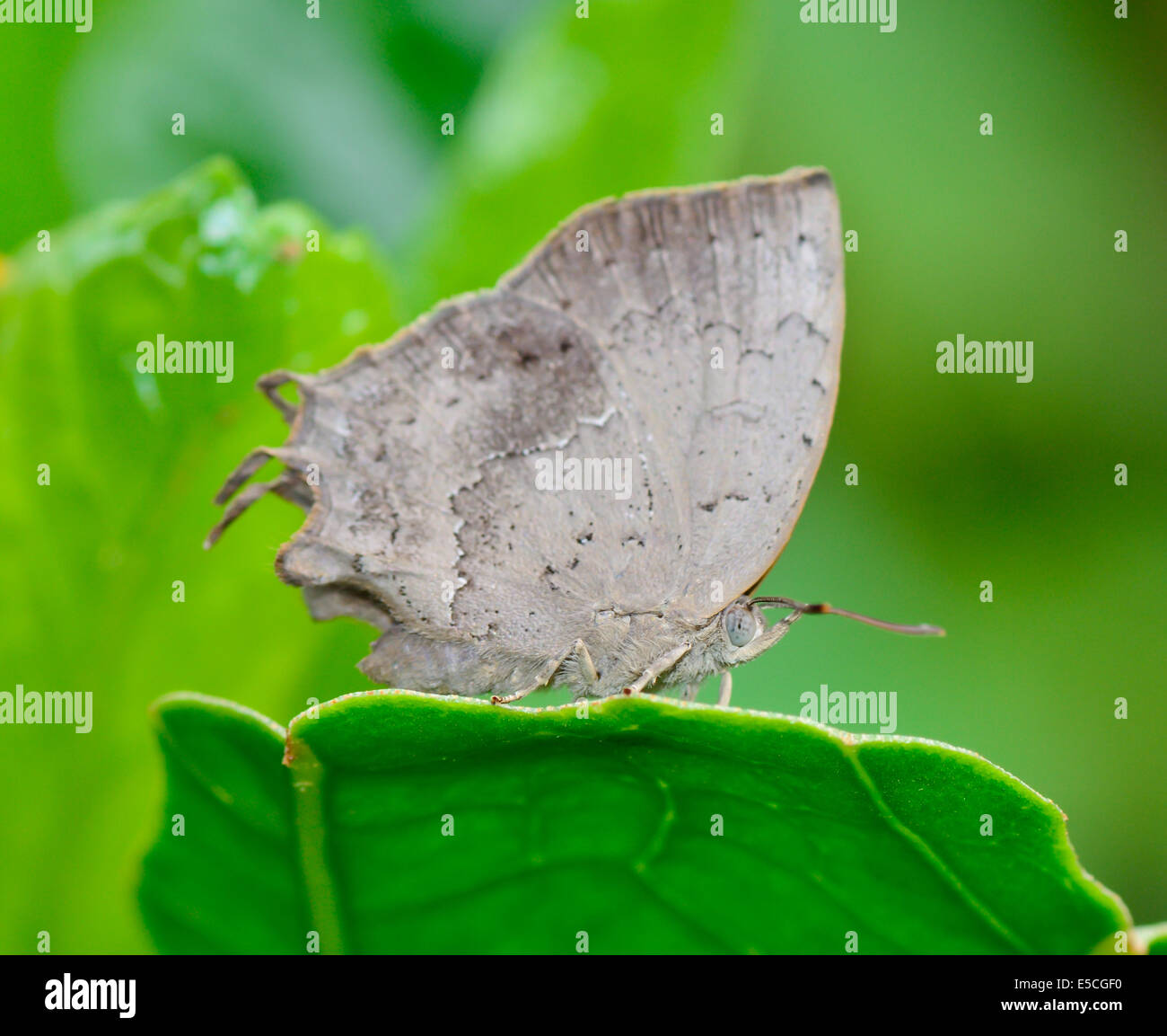macro side view of light grey butterfly standing on green leaf ...