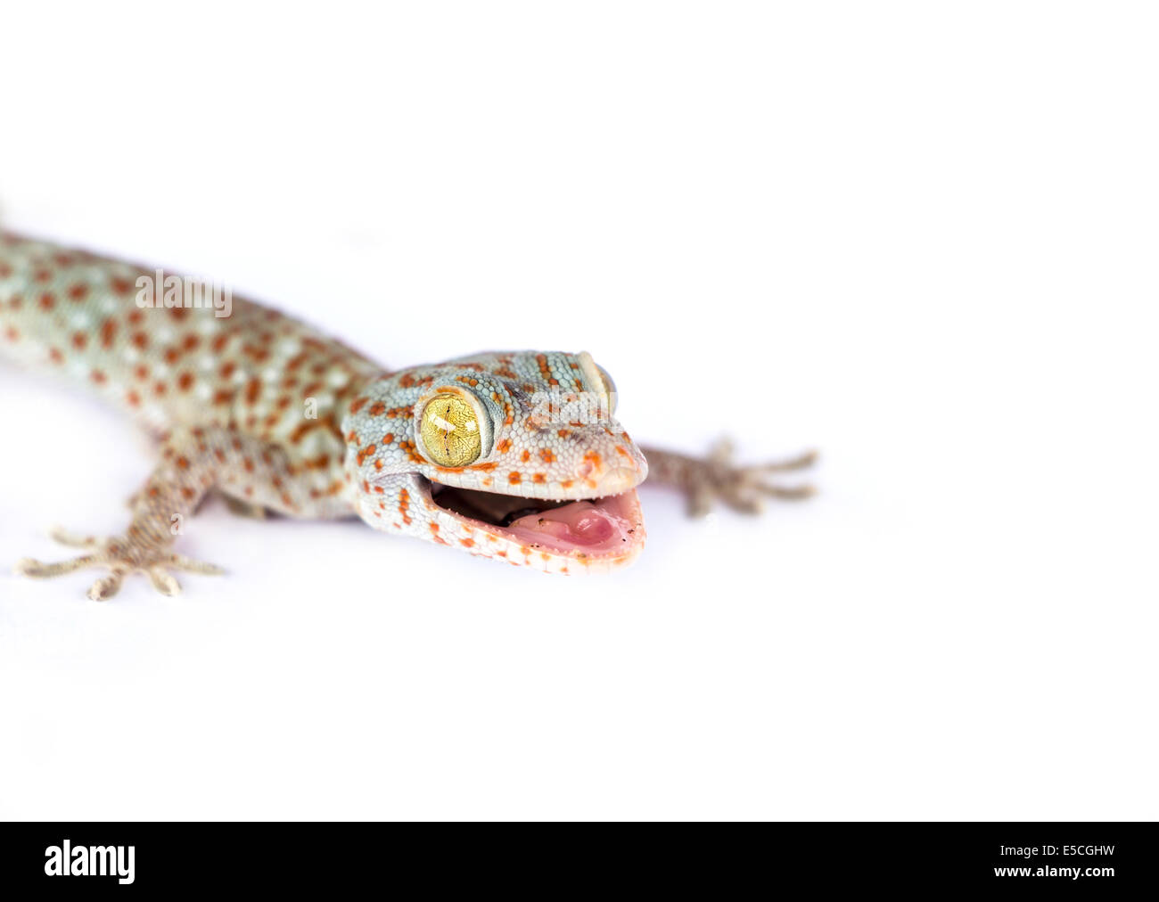Gekko gecko Cut Out Stock Images & Pictures - Alamy