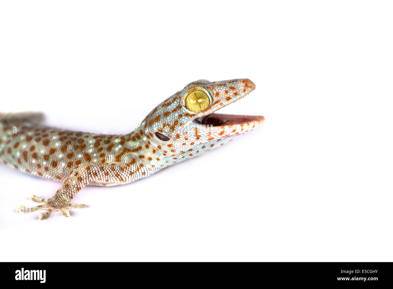 Portrait gekko gecko hi-res stock photography and images - Alamy