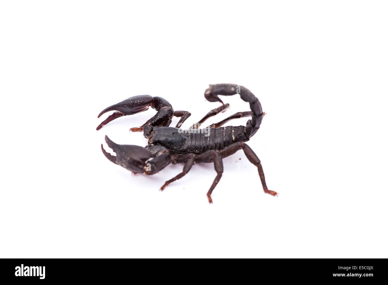 Emperor Scorpion, Pandinus imperator Stock Photo - Alamy