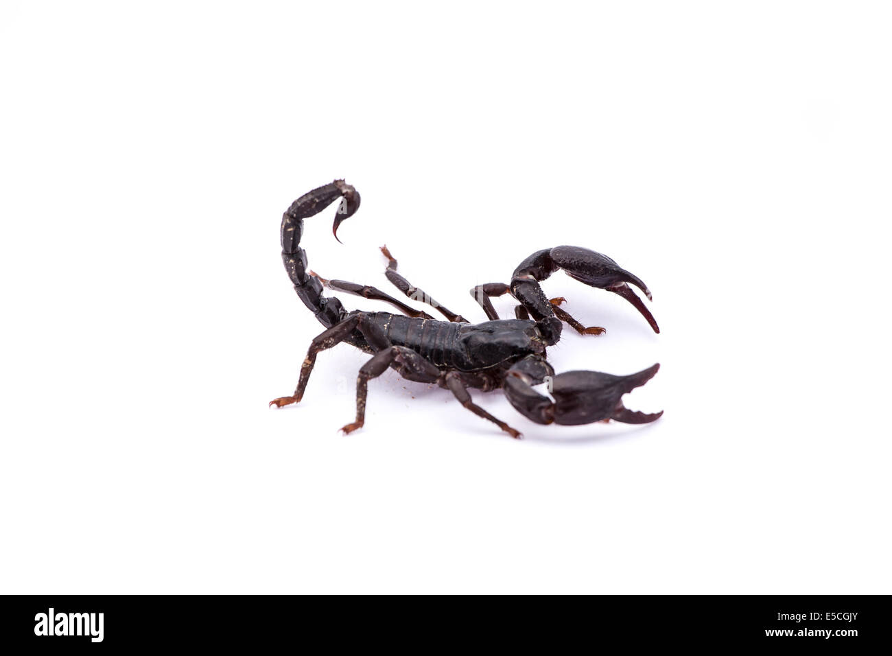 Emperor scorpion cutout hi-res stock photography and images - Alamy
