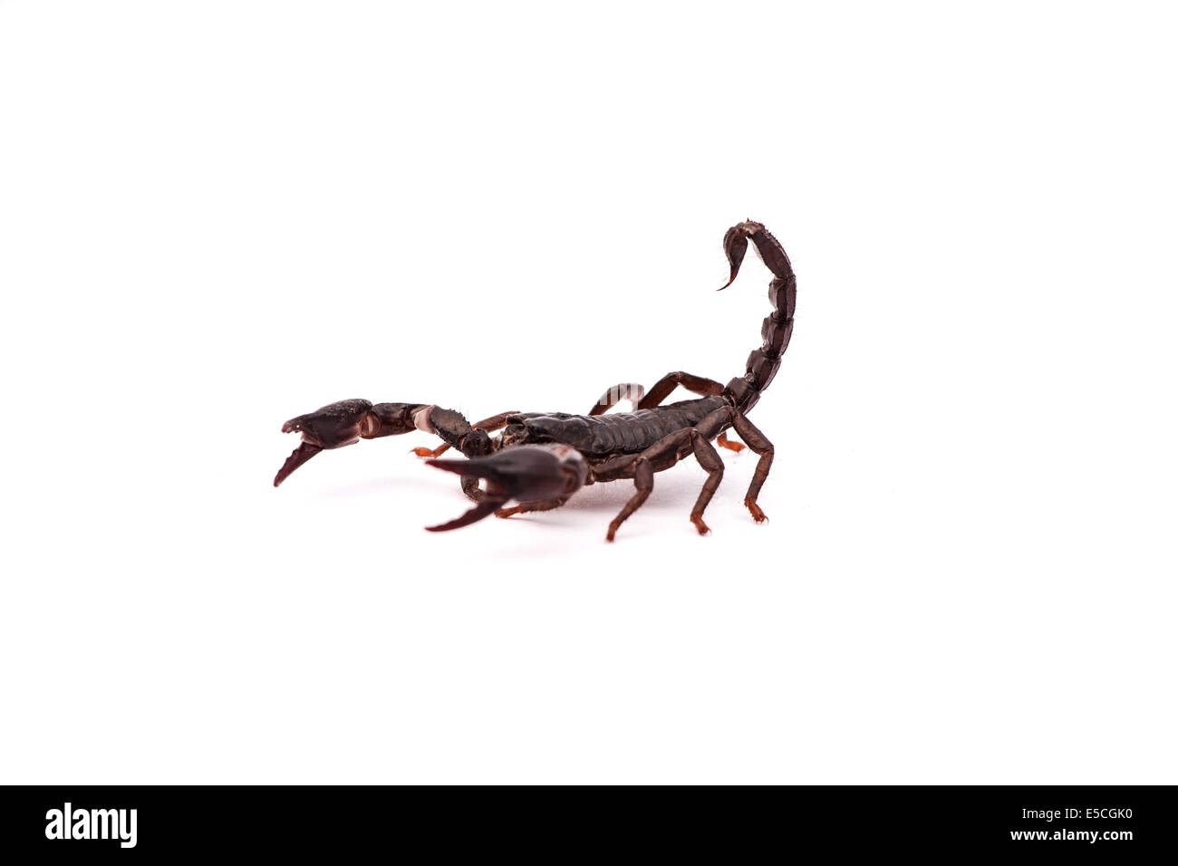 Emperor Scorpion, Pandinus imperator Stock Photo - Alamy