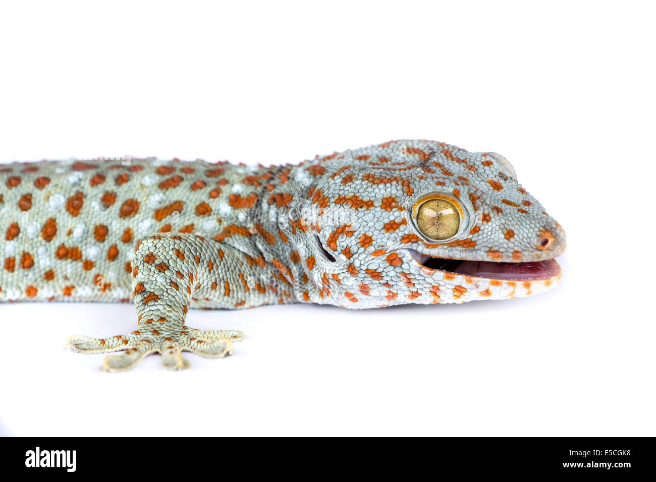 Portrait gekko gecko hi-res stock photography and images - Alamy