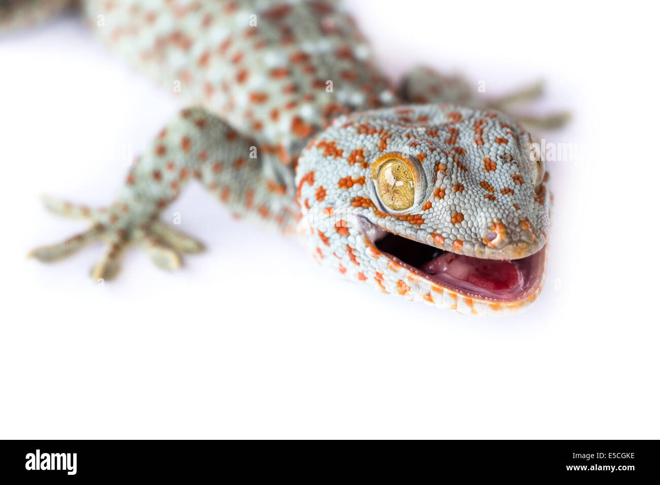 Scary gekko hi-res stock photography and images - Alamy